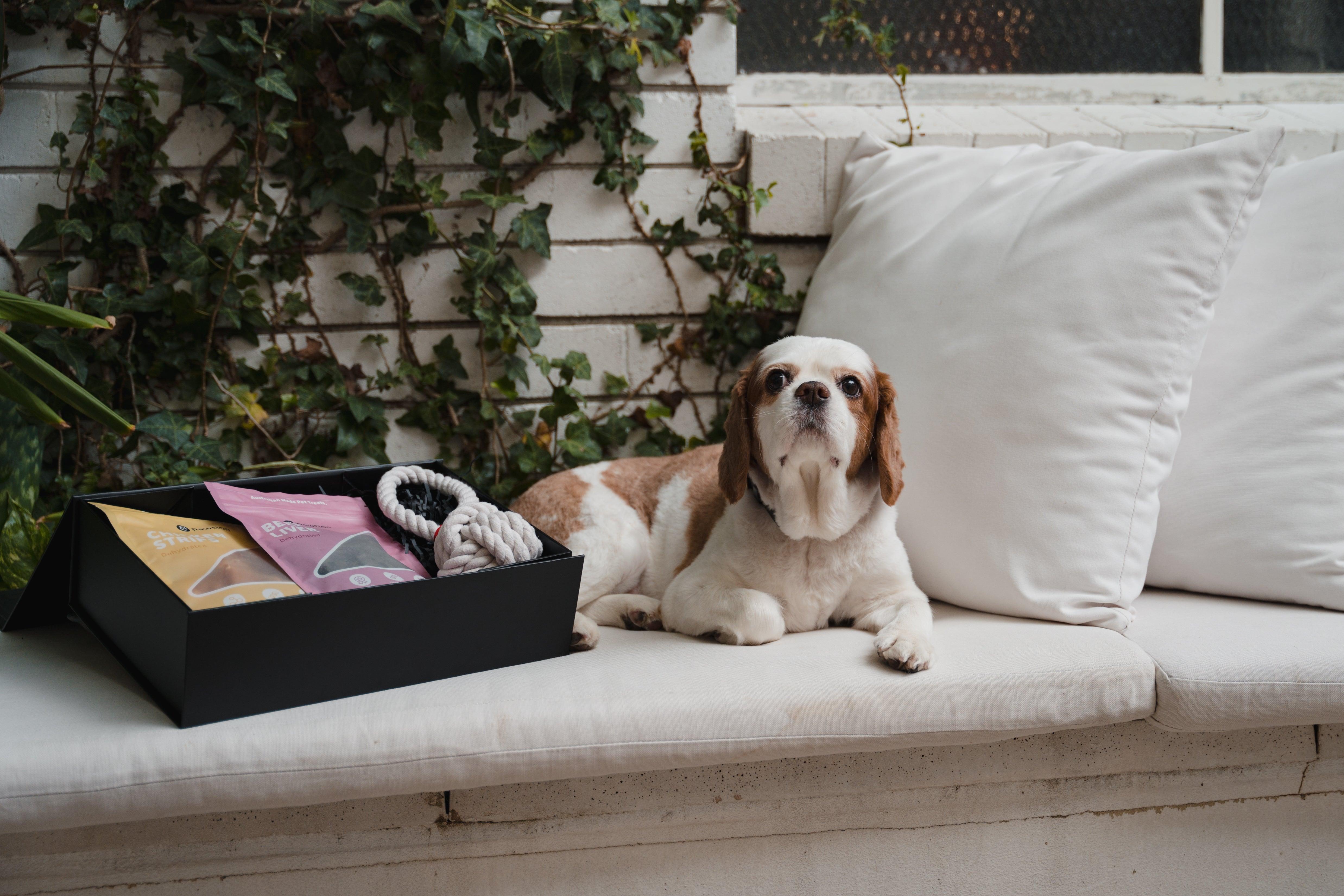 The Ultimate Guide to Pet Gift Boxes – Two Streets Over